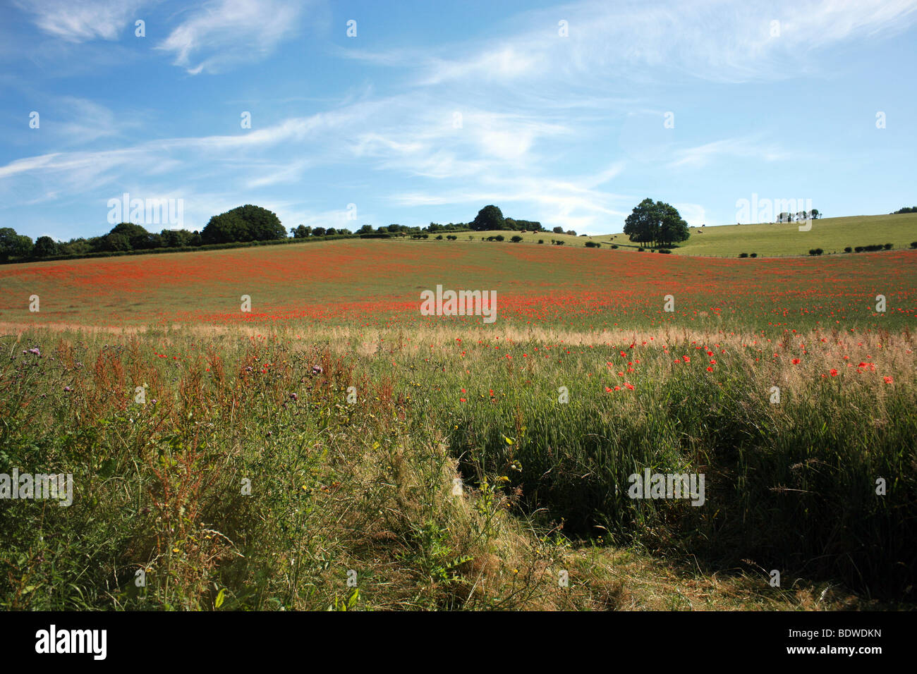 Poppy field at Cobbs Hill from near Hempton Lodge Farm, Monks Horton ...