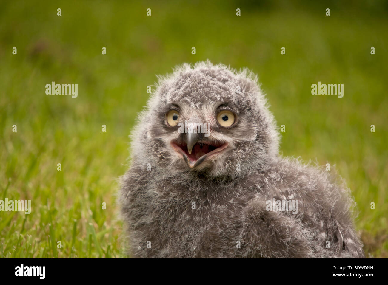 Baby snowy owl hi-res stock photography and images - Alamy