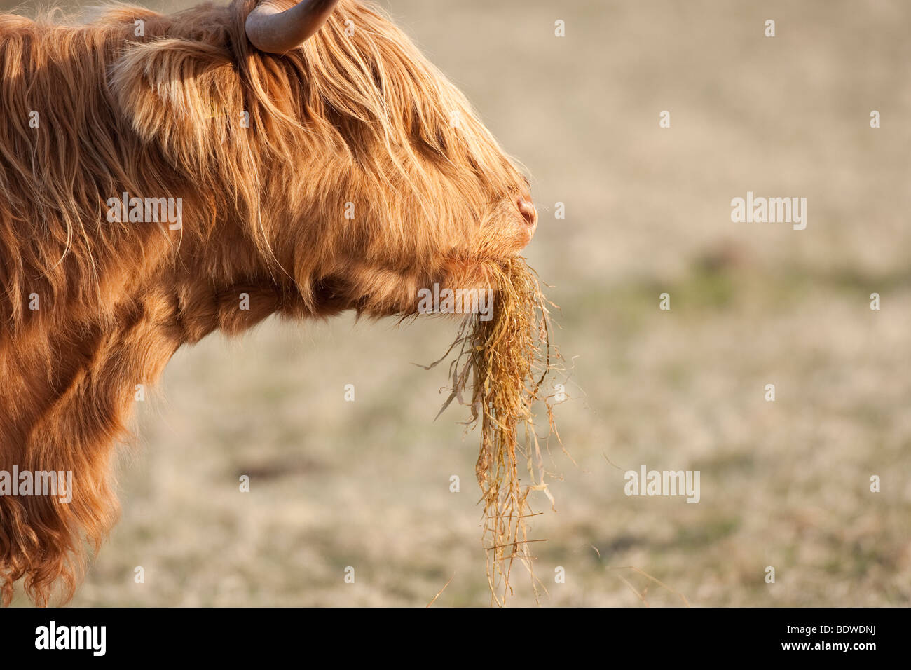 Highland Cattle eating silage during winter months Stock Photo - Alamy