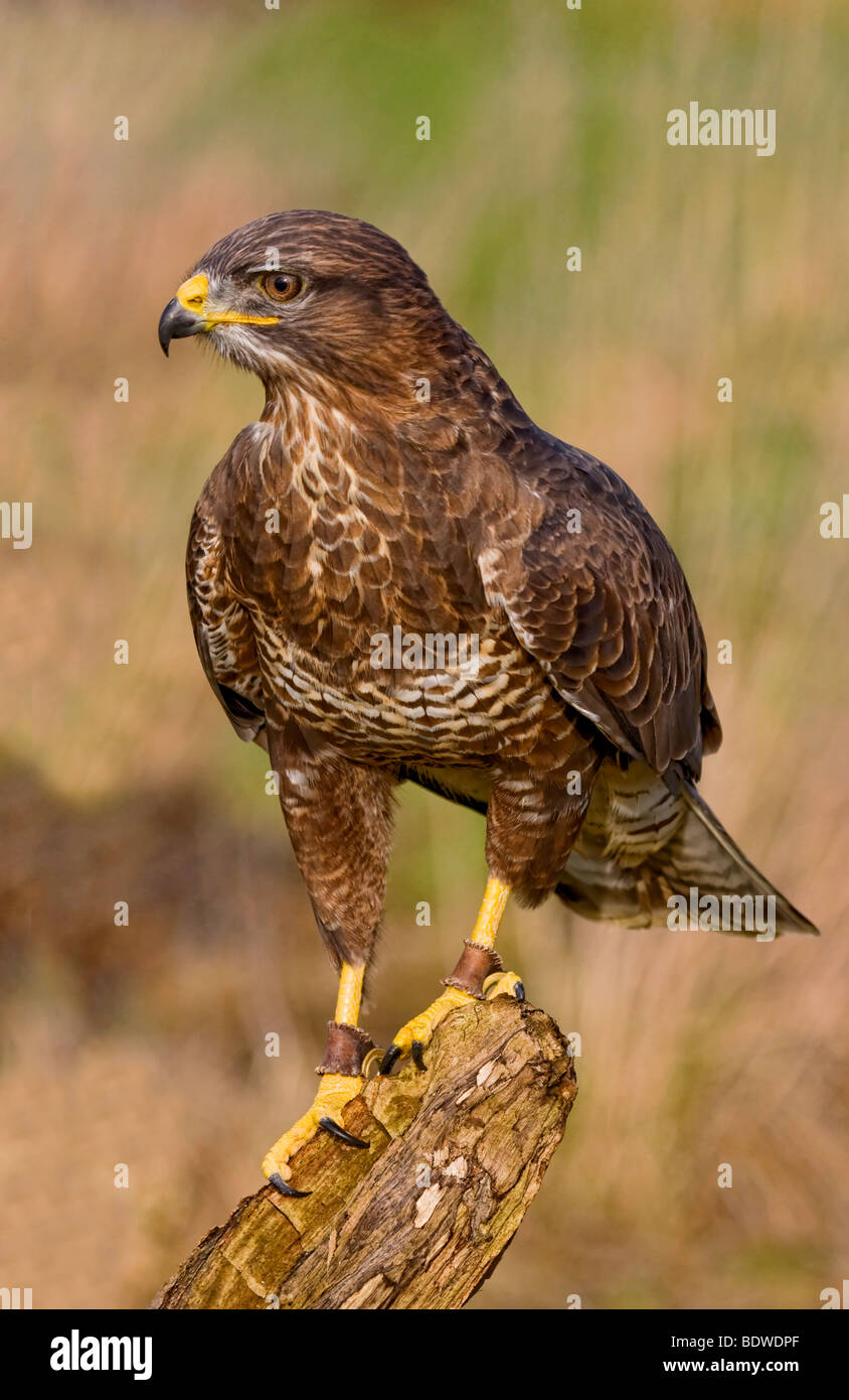 Common Buzzard (captive) sat on a log, in the January sunshine ...