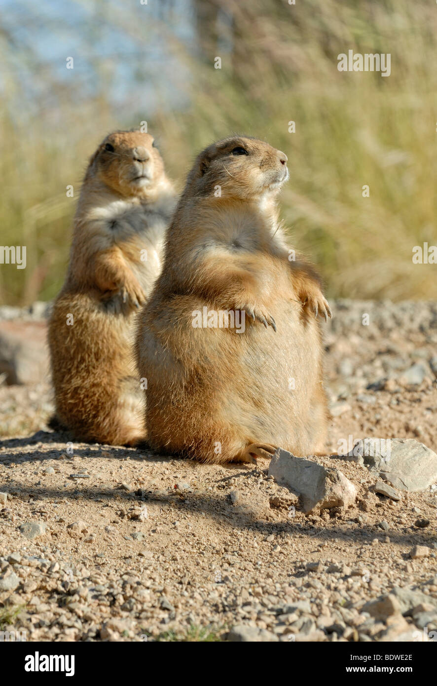Black Tailed Prairie Dogs (Cynomys ludovicianus), Arizona Sonora Desert ...