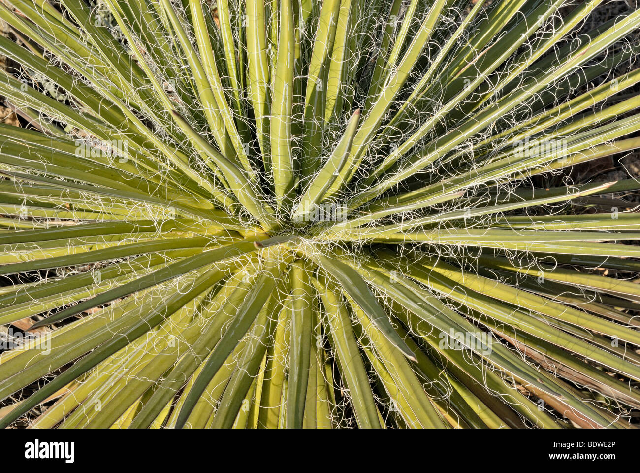 Navajo Yucca (Yucca baileyi), Arizona Sonora Desert Museum, Saguaro ...