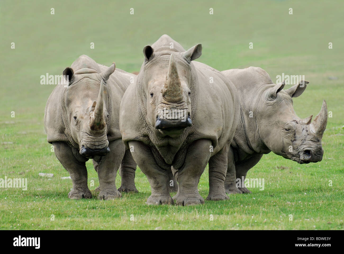Three horned rhino hi-res stock photography and images - Alamy
