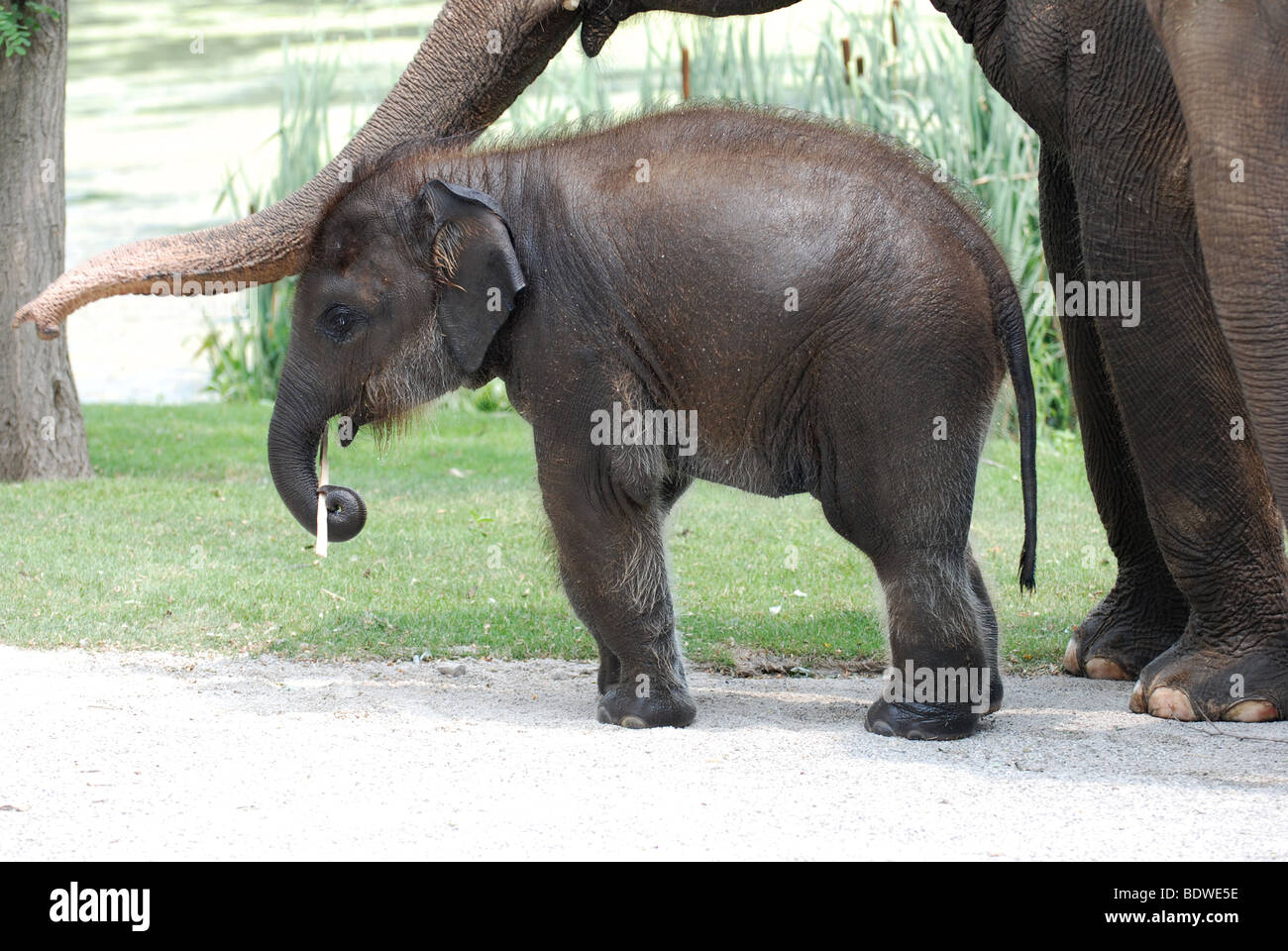 Child with elephant hi-res stock photography and images - Alamy