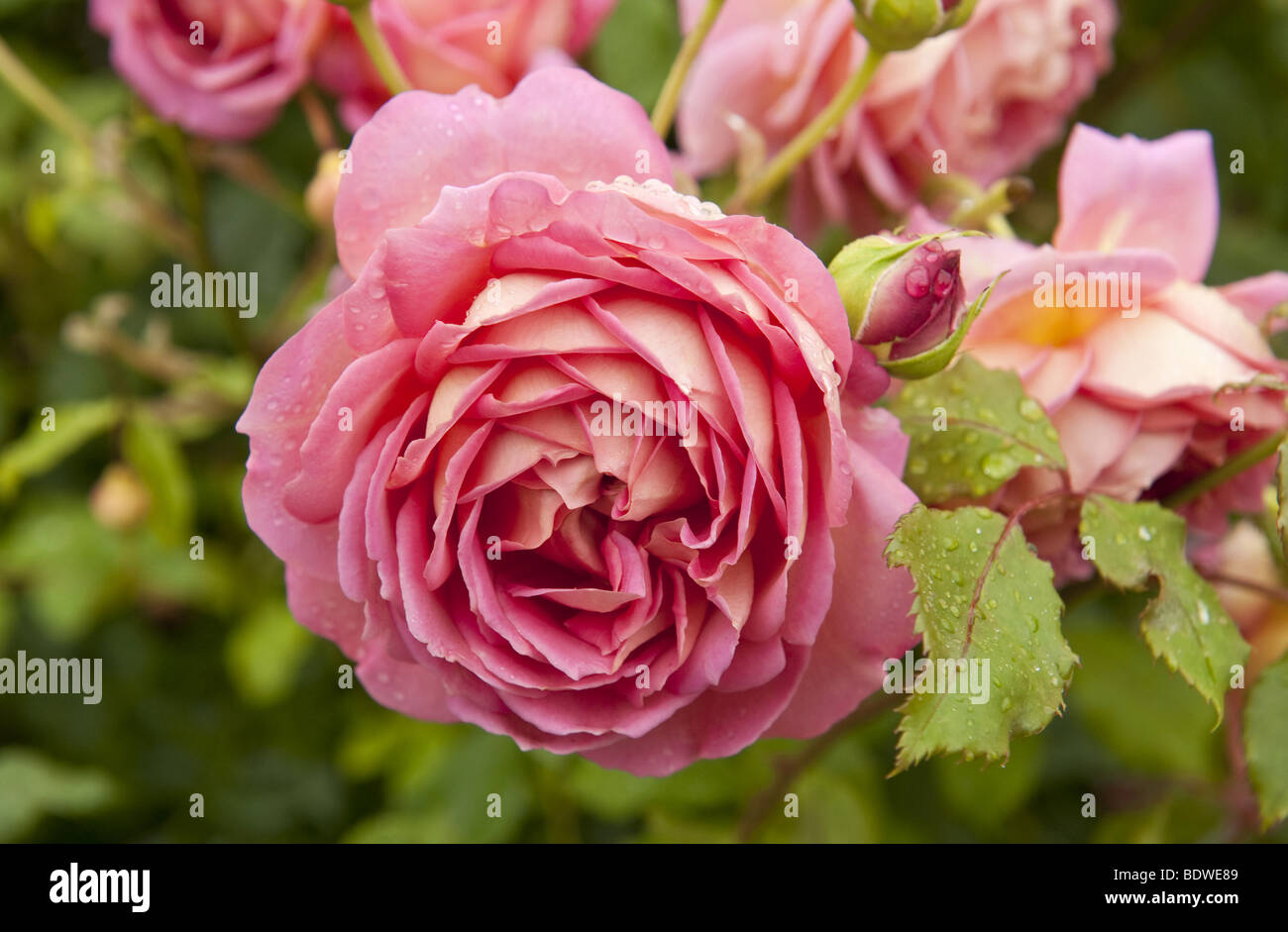 Close up of double pink rose / rosa bloom covered in raindrops after ...