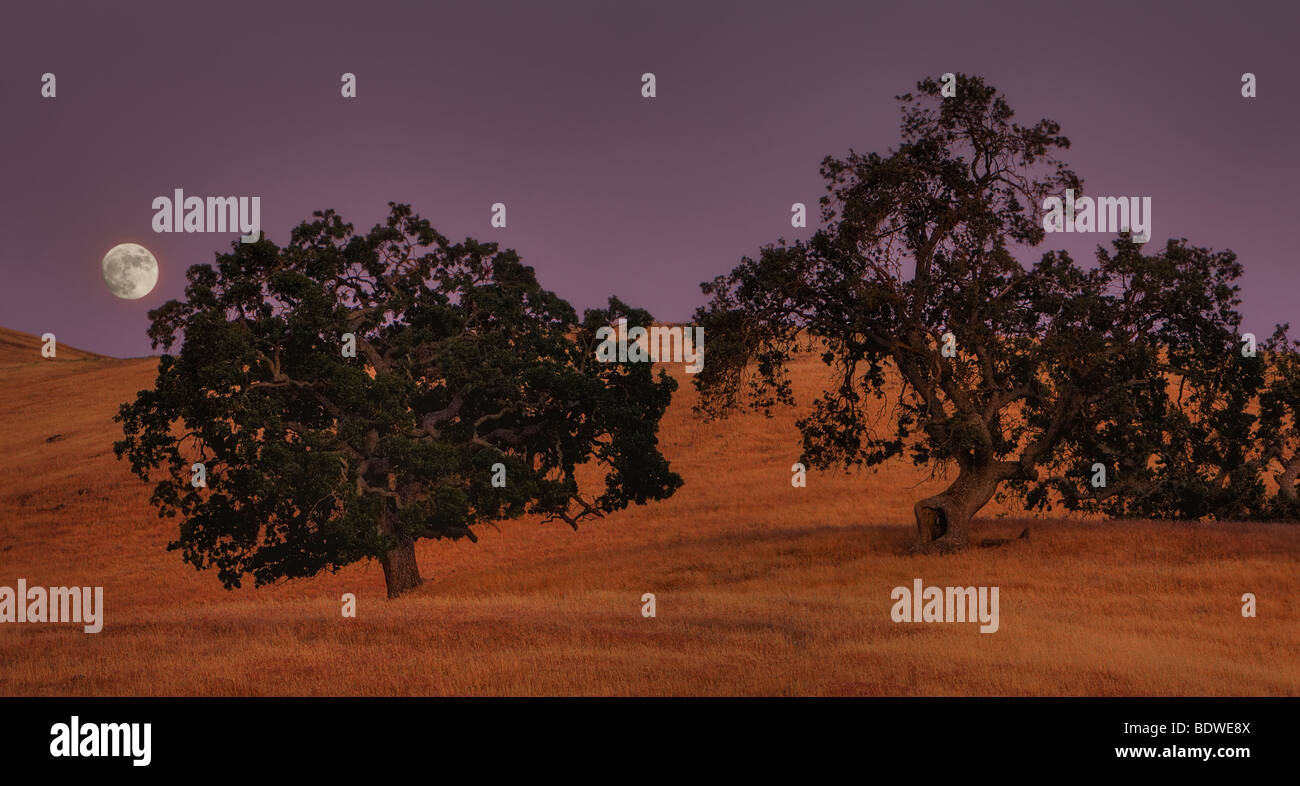 Oak trees rolling hills santa hi-res stock photography and images - Alamy