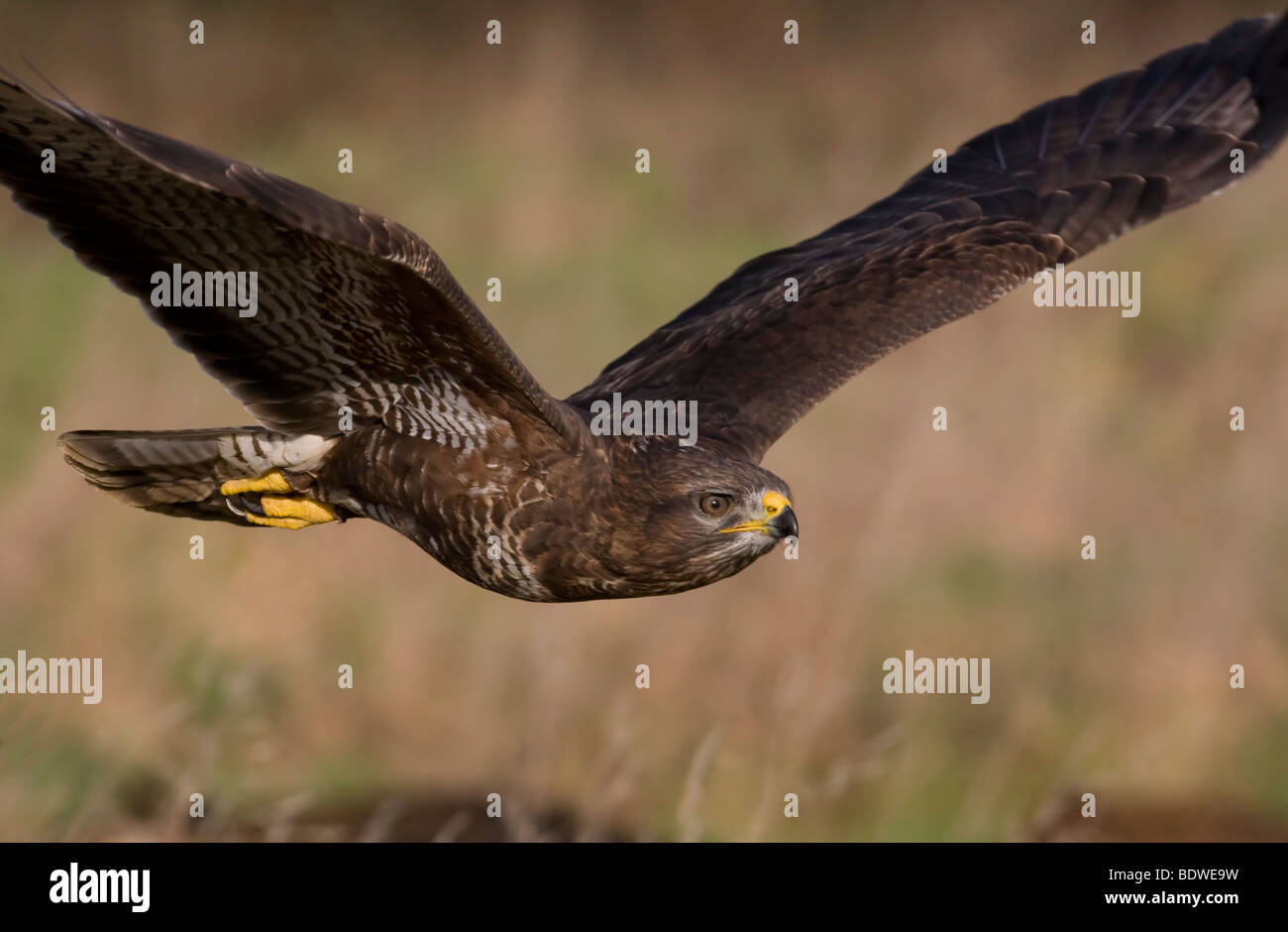Buzzard flying hi-res stock photography and images - Alamy