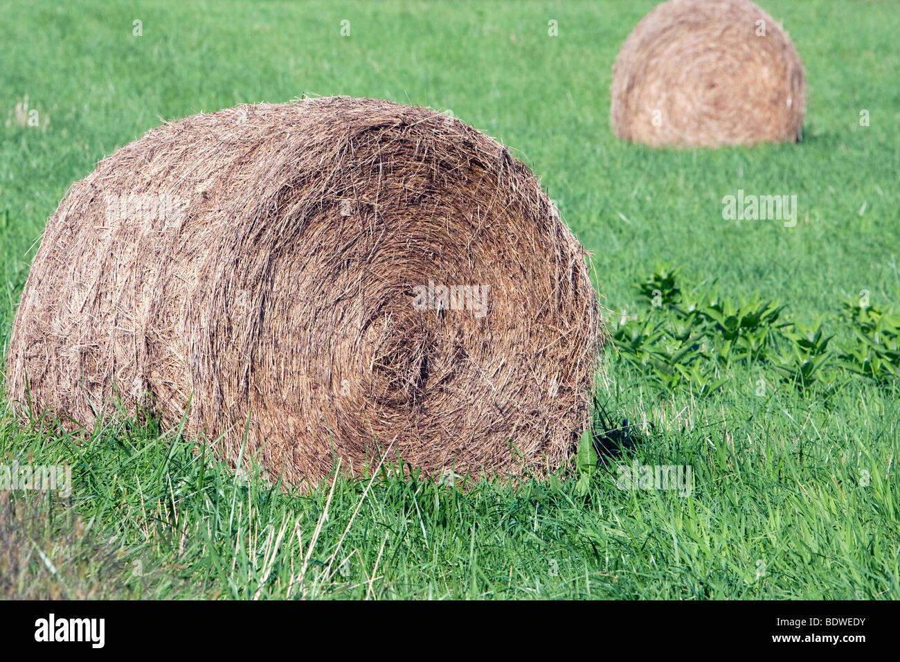Rolls of hay in a green meadow Stock Photo - Alamy