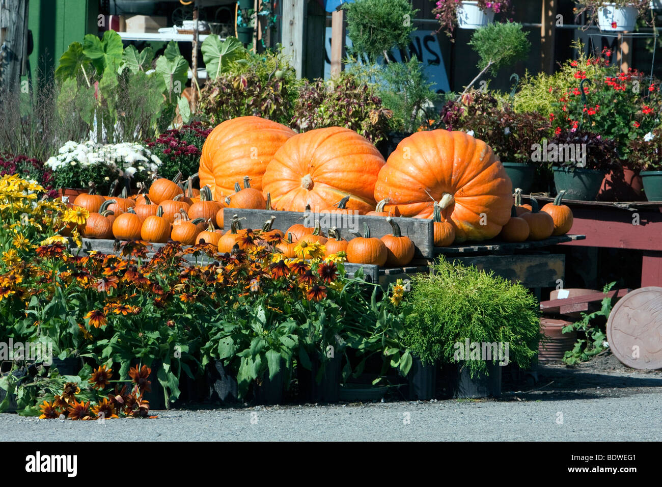 Three very large pumpkins surrounded by a mass of smaller pumpkins ...