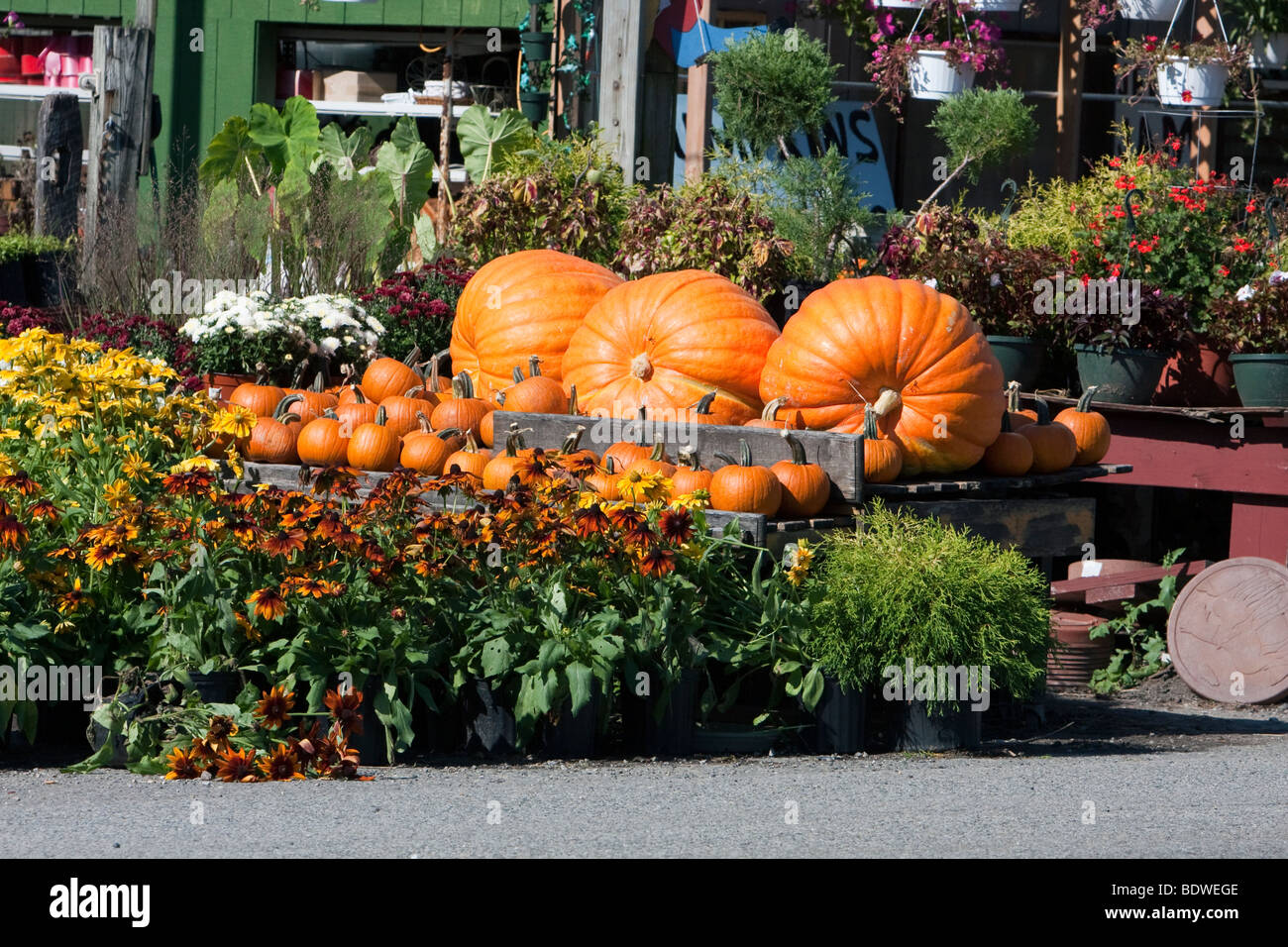 Three very large pumpkins surrounded by a mass of smaller pumpkins ...