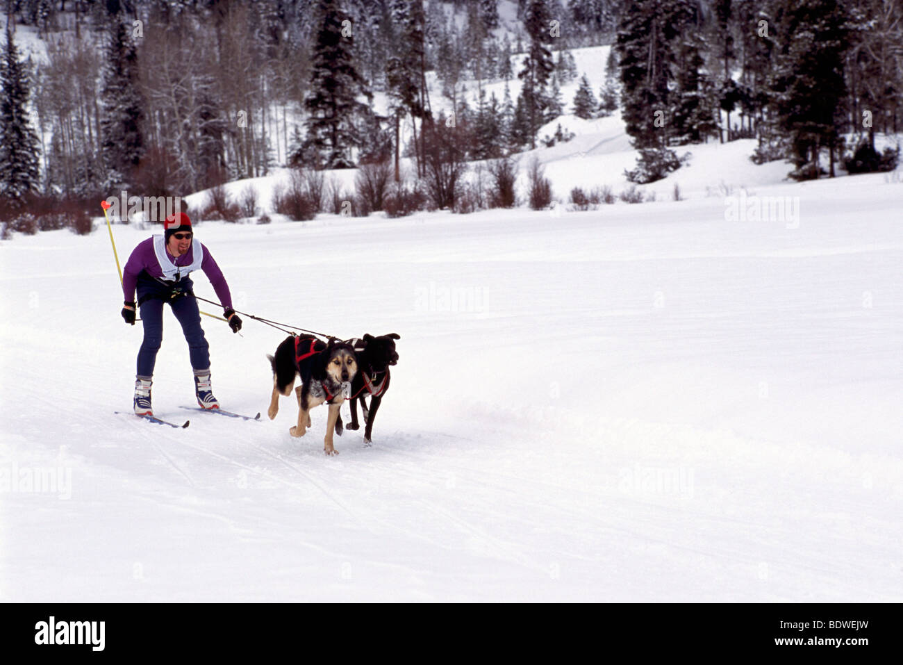 Skijoring High Resolution Stock Photography and Images - Alamy