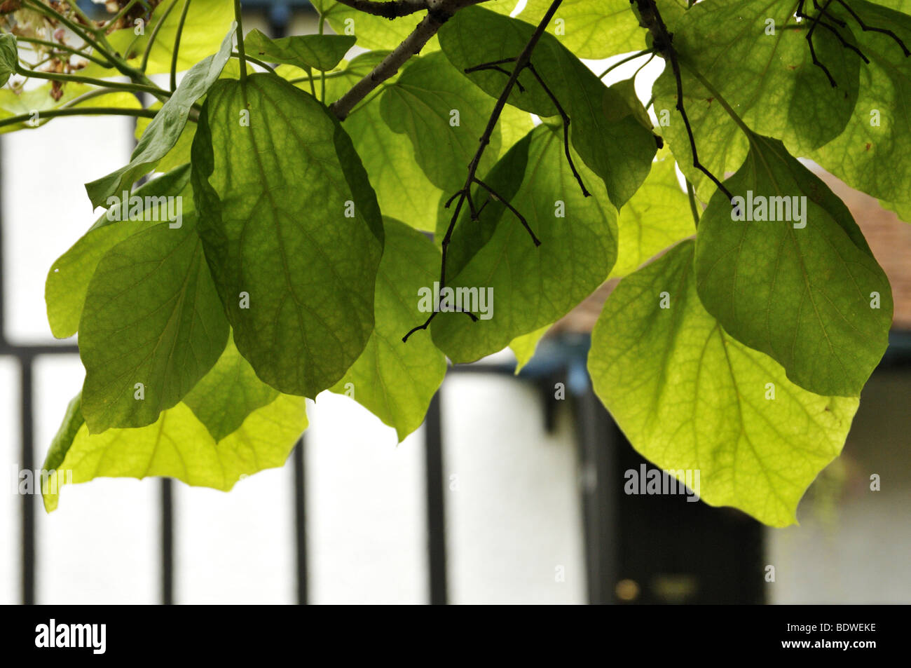 Catalpa bignonioides indian bean tree hi-res stock photography and ...