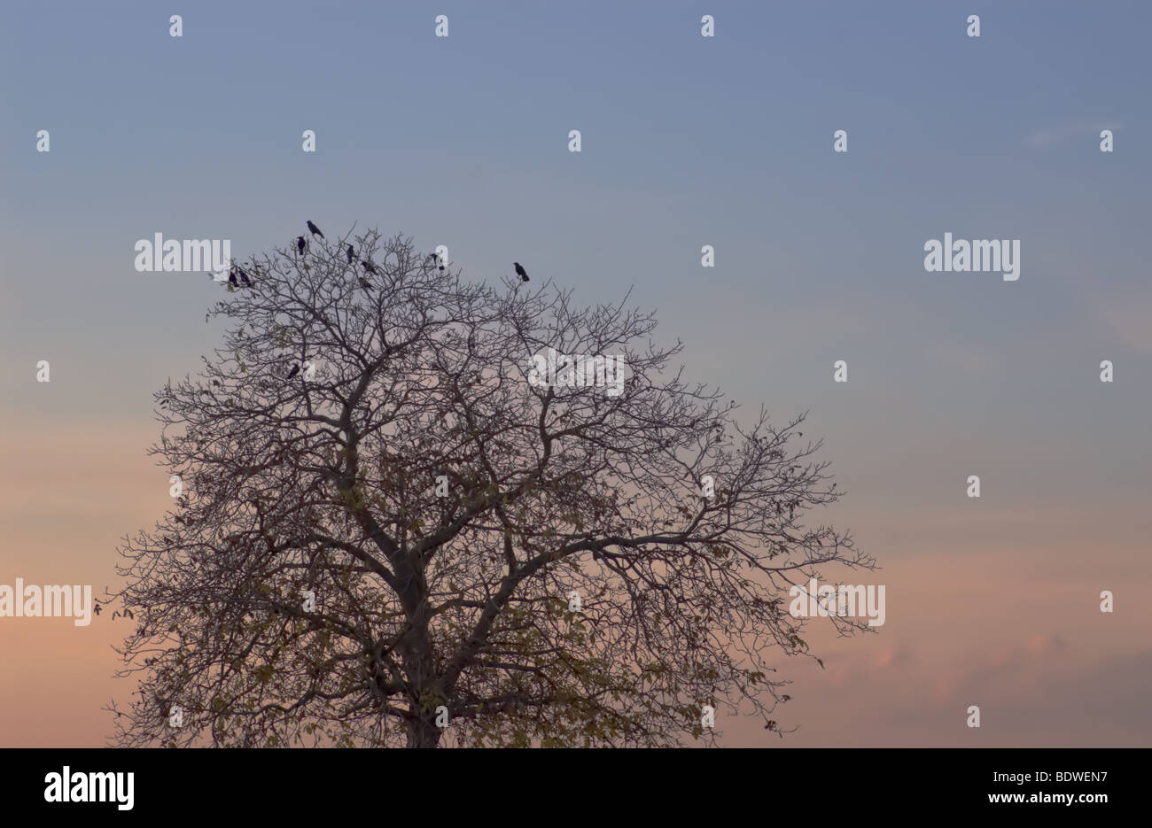 Birds on a Tree Stock Photo - Alamy