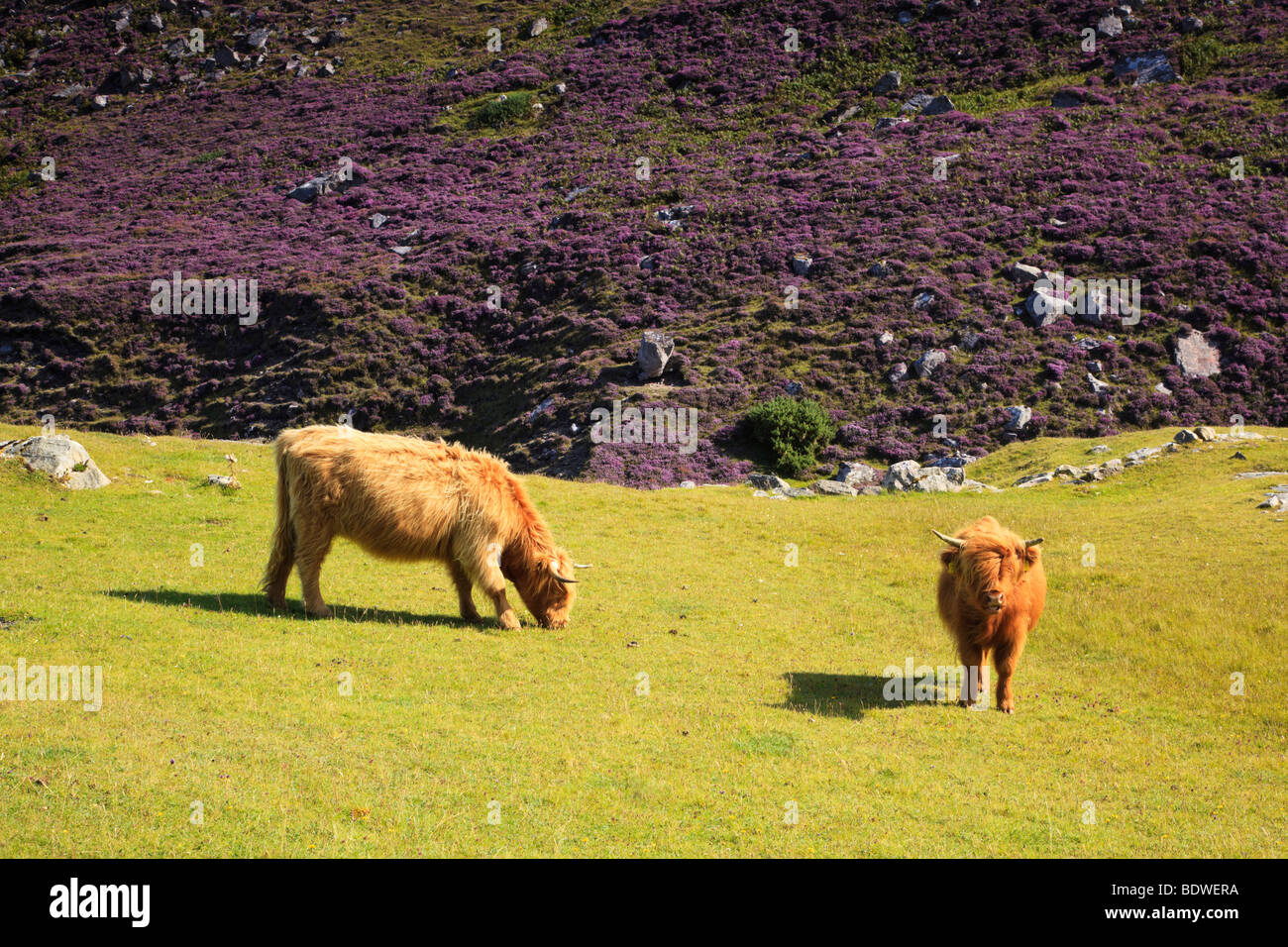 Highland cattle on a grass hillock with heather Stock Photo - Alamy