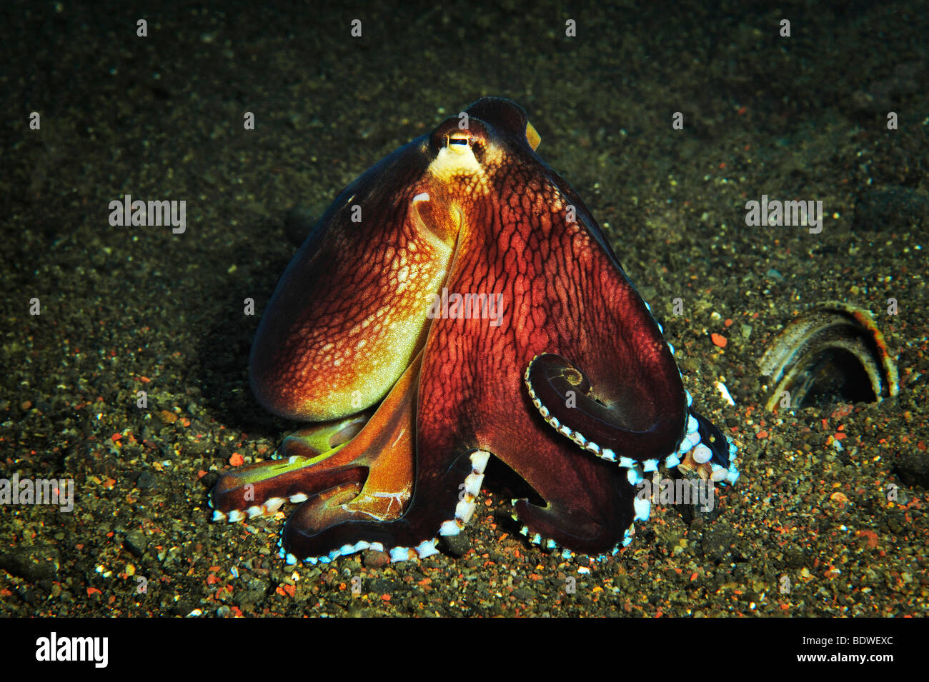 Atlantic white spotted octopus hi-res stock photography and images - Alamy