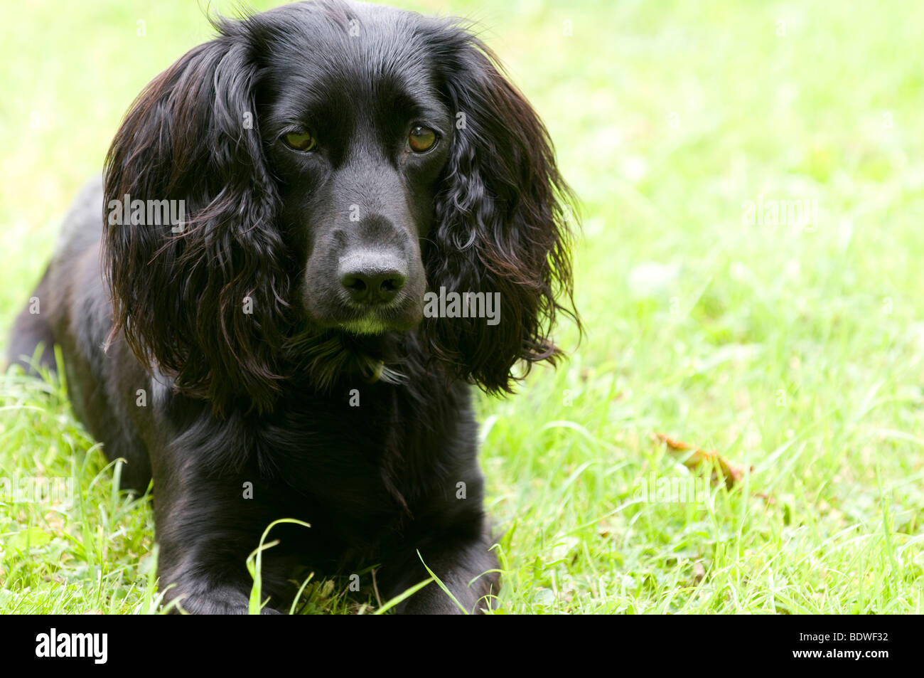 Black cocker spaniel hi-res stock photography and images - Alamy