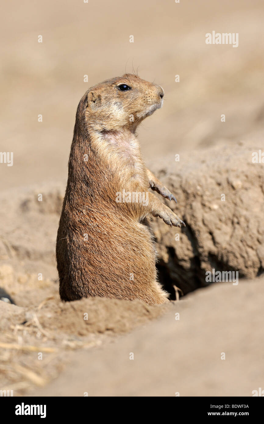 Black tailed prairie dog lair hi-res stock photography and images - Alamy