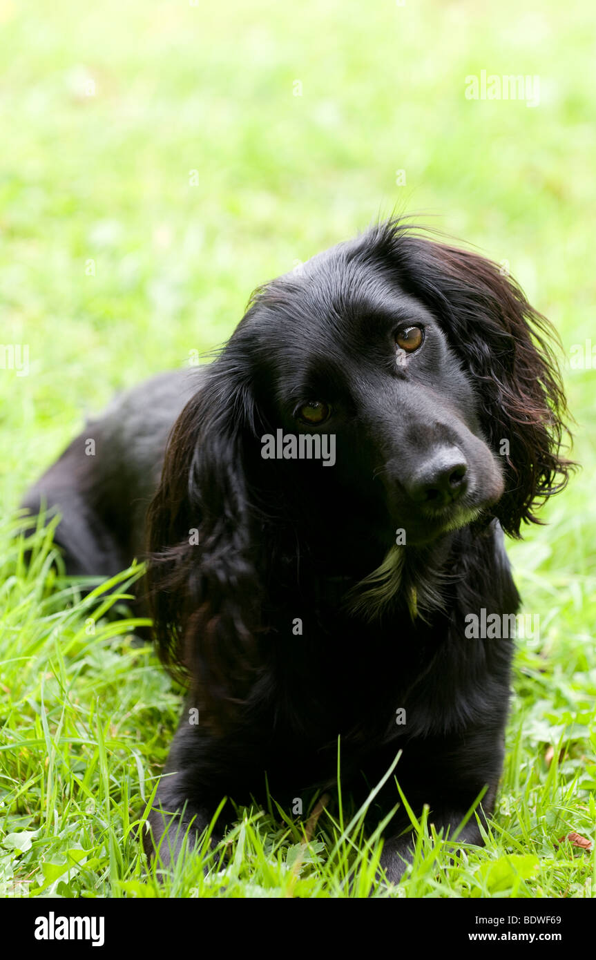 Black working cocker spaniel hi-res stock photography and images - Alamy