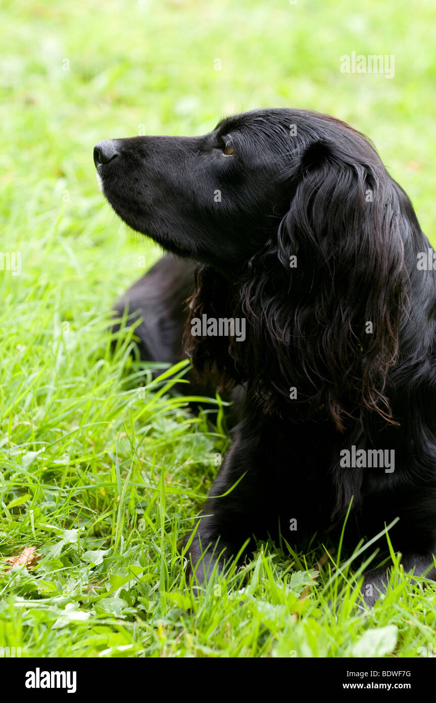 Working Cocker Spaniel Stock Photo - Alamy