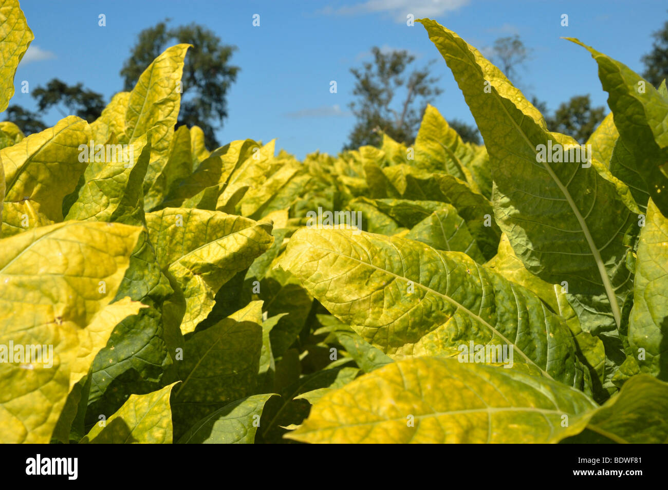 Burley tobacco plants ready for harvest in Kentucky, USA Stock Photo ...