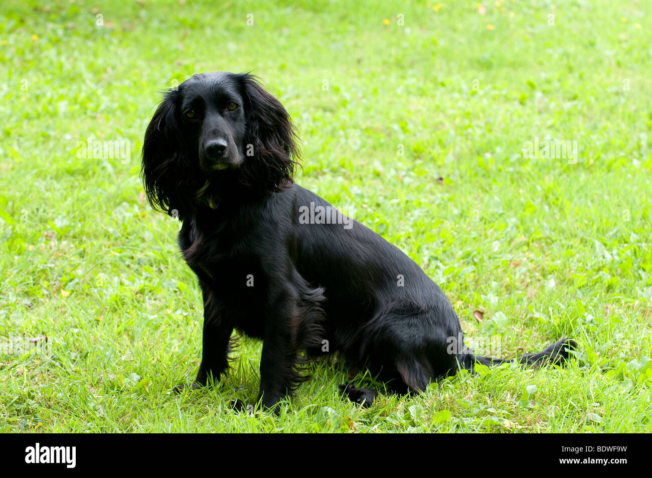Working Cocker Spaniel Stock Photo - Alamy