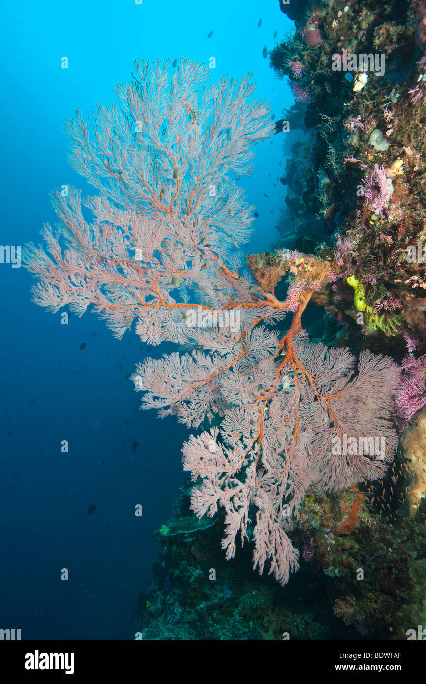 Colorful coral reef with gorgonians (Scleraxonia), Indonesia Stock ...