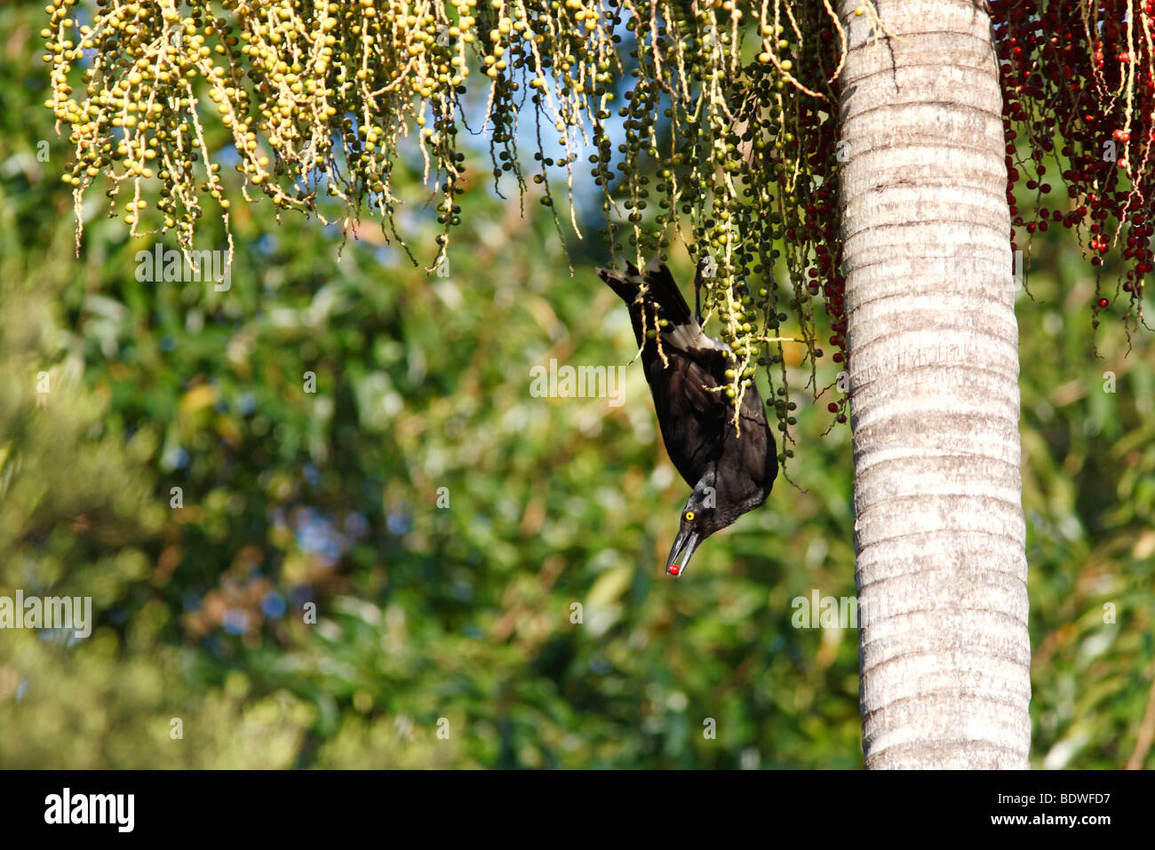 Palm fruit bird eating hi-res stock photography and images - Alamy
