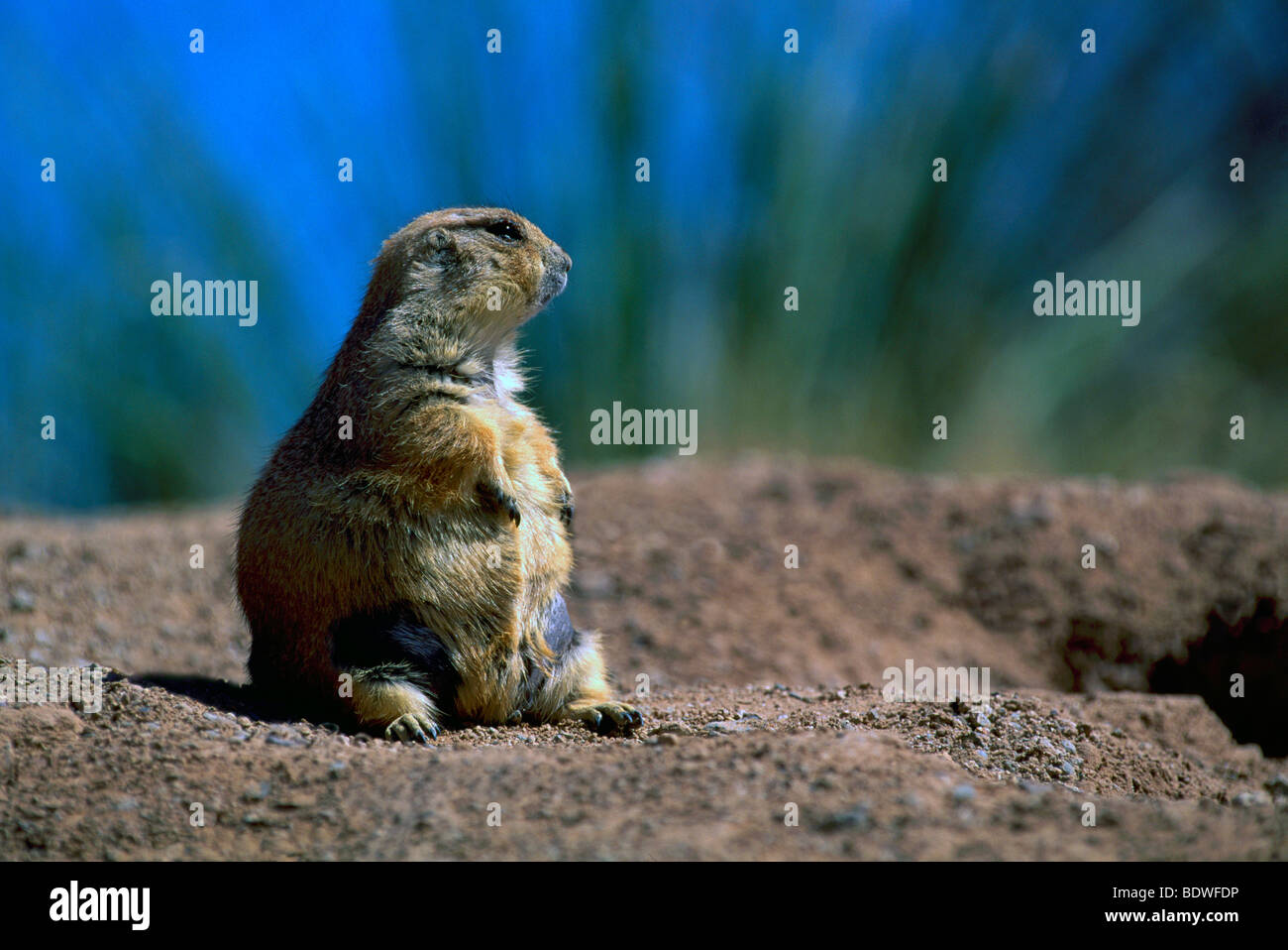 Black-Tailed Prairie Dog (Cynomys ludovicianus), Sonora Desert, Arizona ...