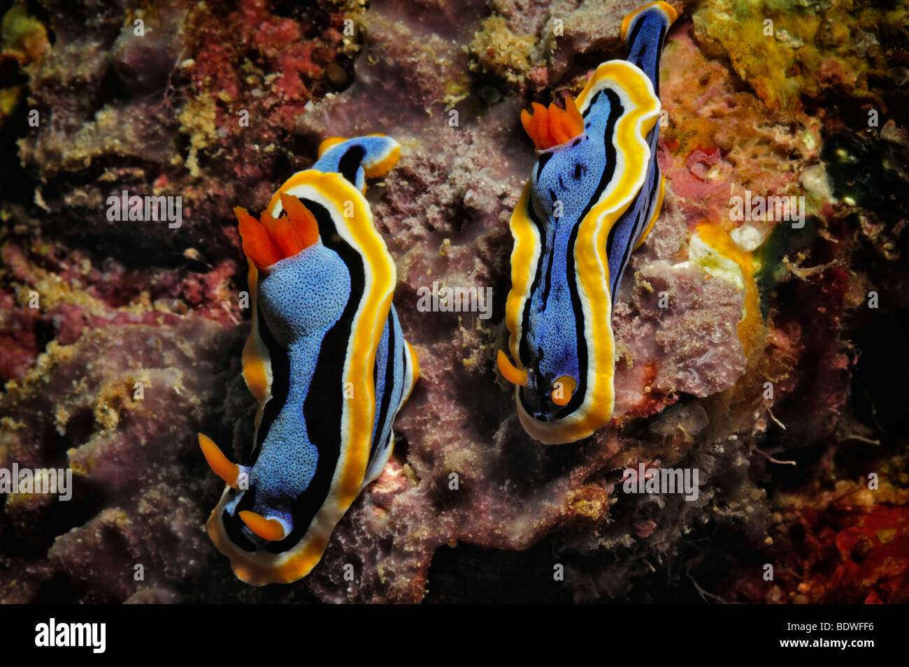 Sea slug (Chromodoris magnifica), Komodo National Park, Indonesia ...