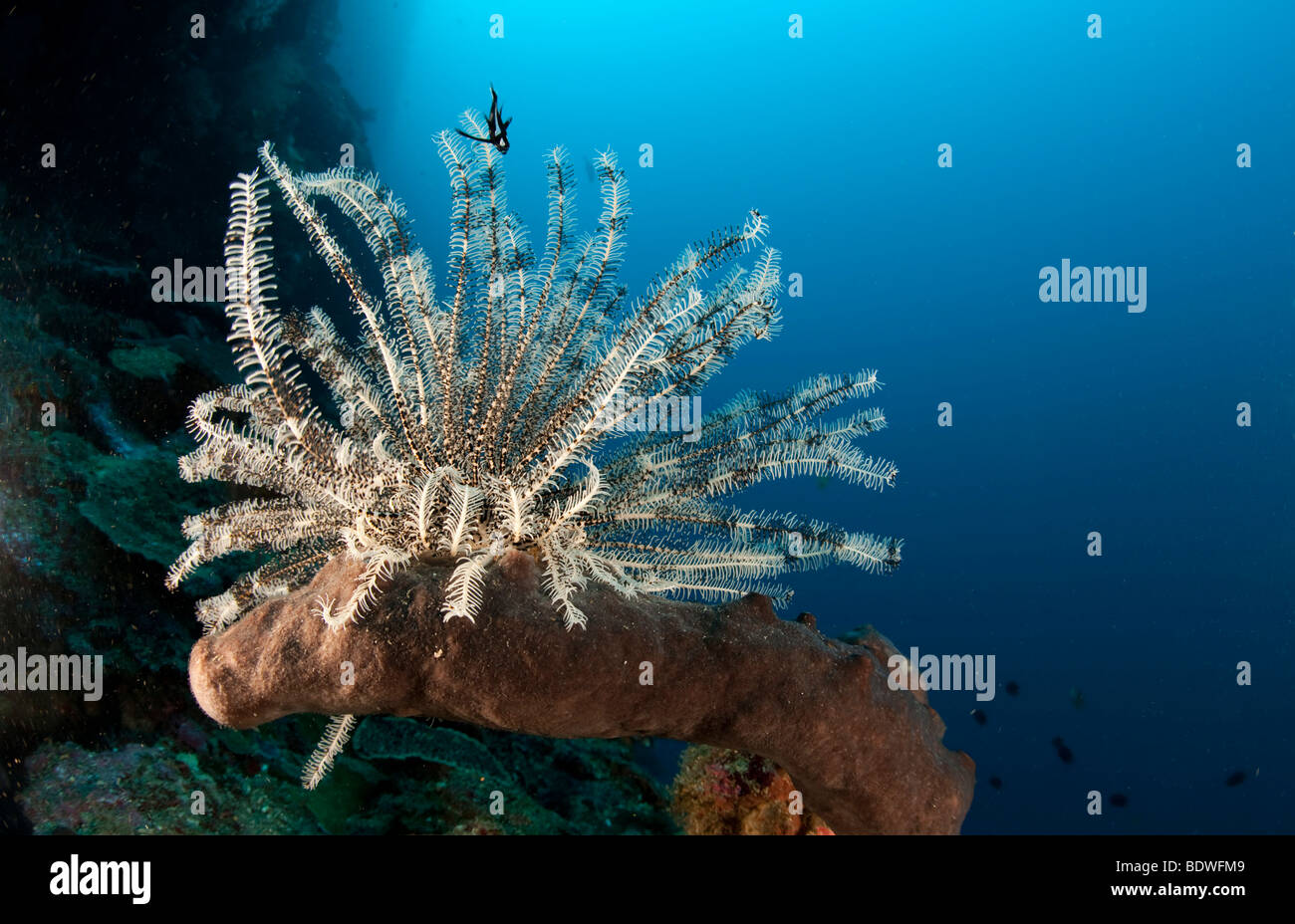 Yellow Feather star Crinoid in the coral reef (Comanthina schlegeli ...