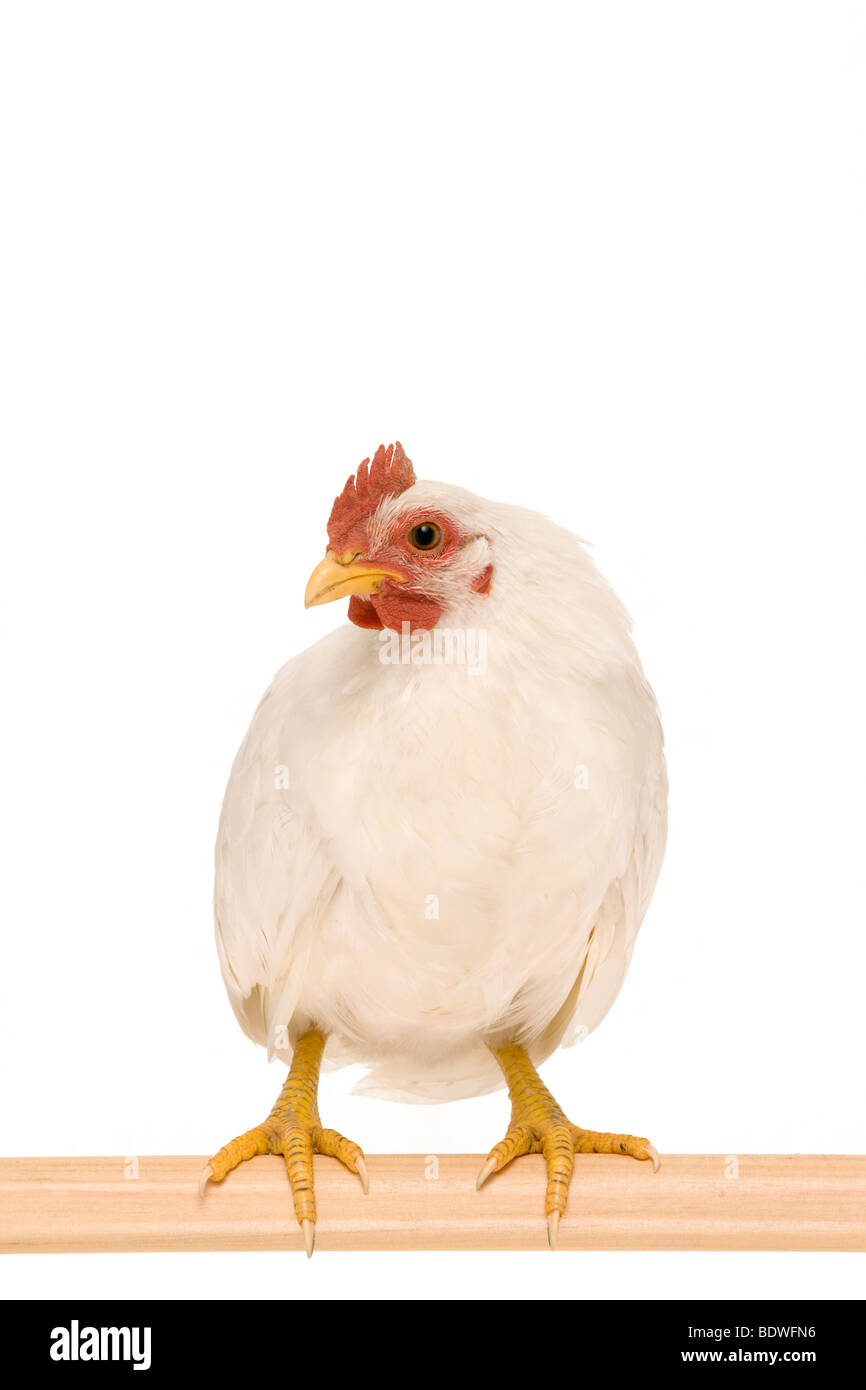 White rooster hi-res stock photography and images - Alamy