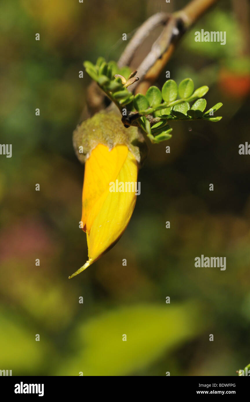 Sophora prostrata Kowhai 'Little Baby' Stock Photo - Alamy