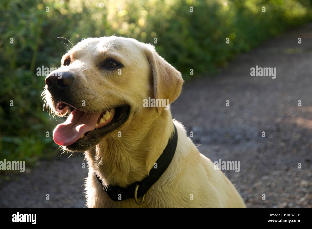 Yellow labrador retriever dog Stock Photo - Alamy