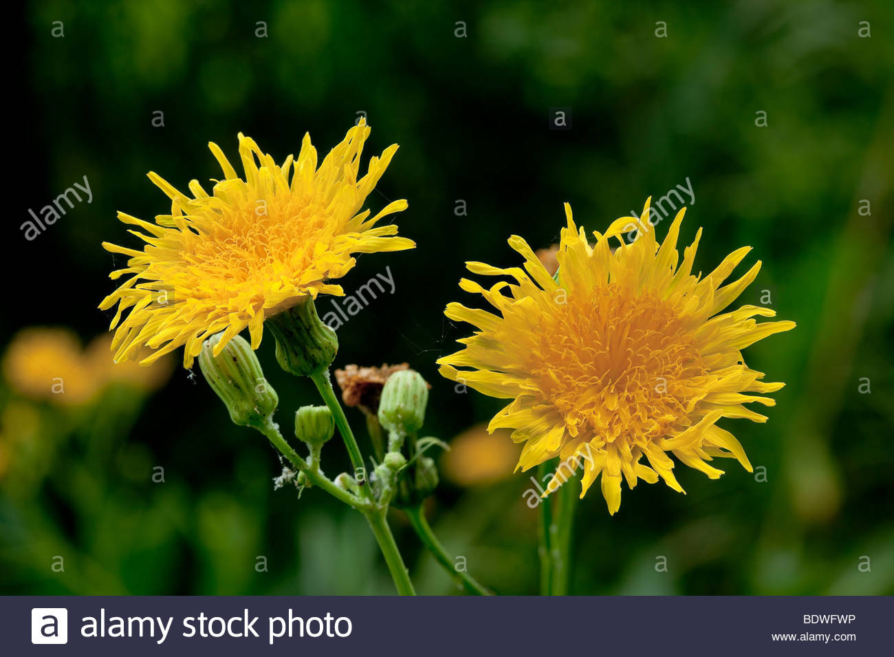Sonchus Oleraceus High Resolution Stock Photography and Images - Alamy