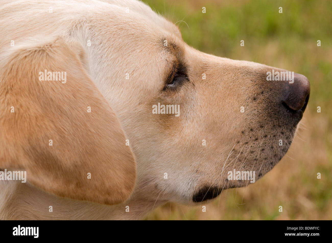 Side view yellow labrador retriever hi-res stock photography and images ...