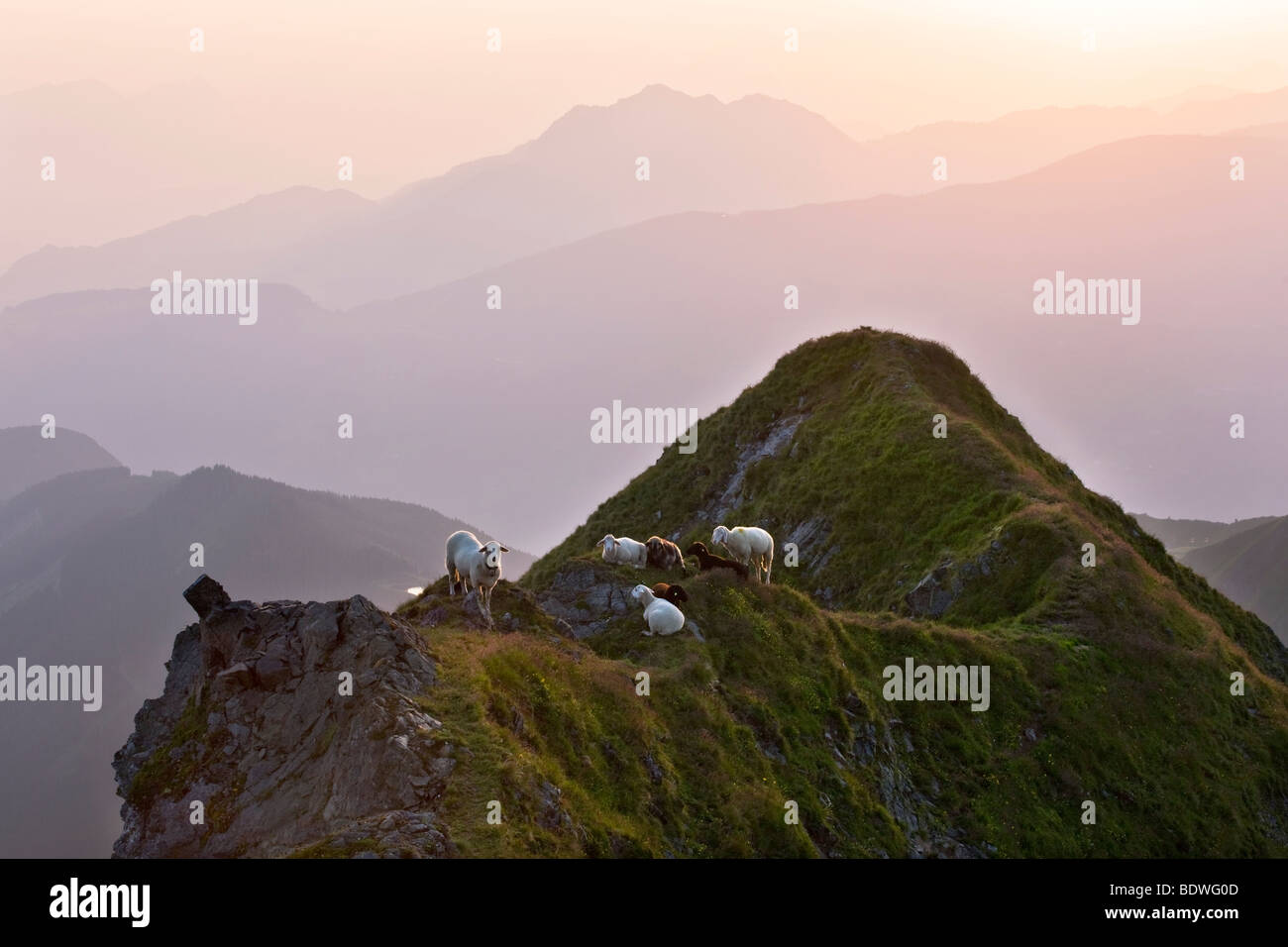 Austrian Sheep High Resolution Stock Photography and Images - Alamy