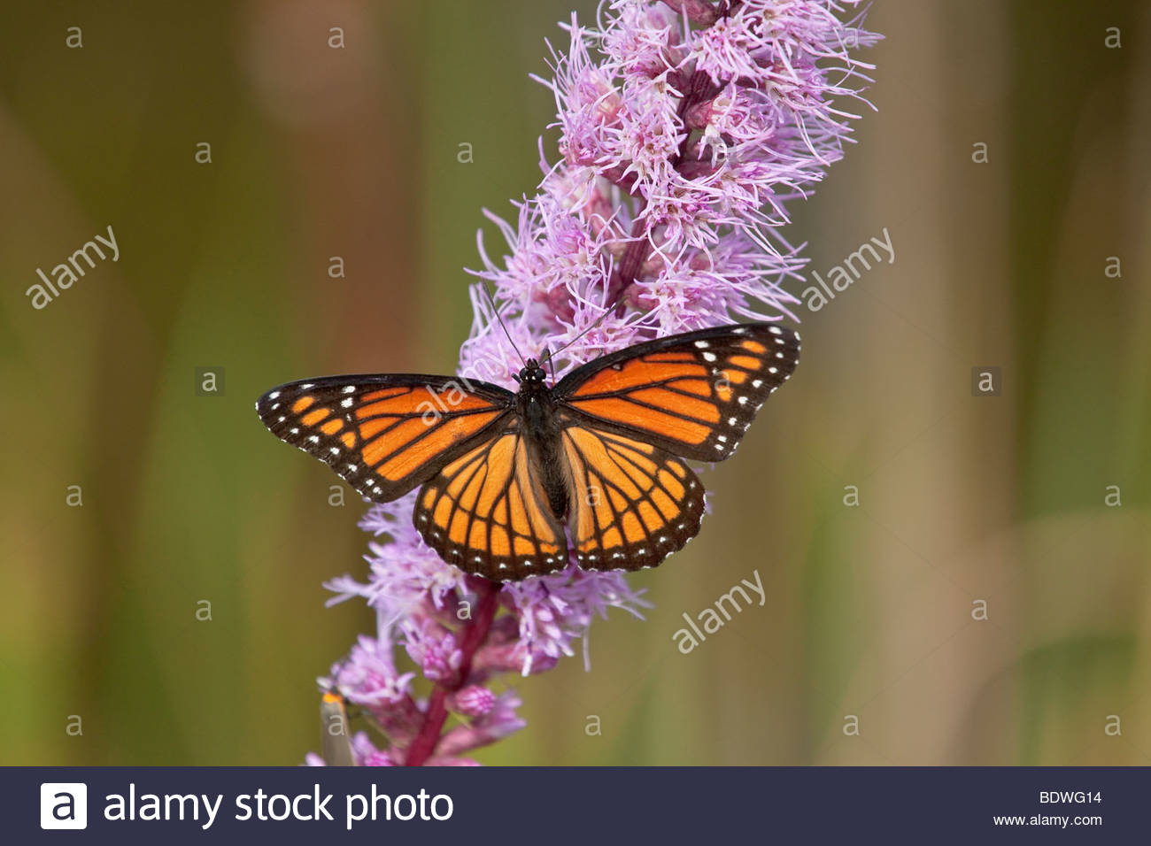 Basilarchia Archippus High Resolution Stock Photography and Images - Alamy