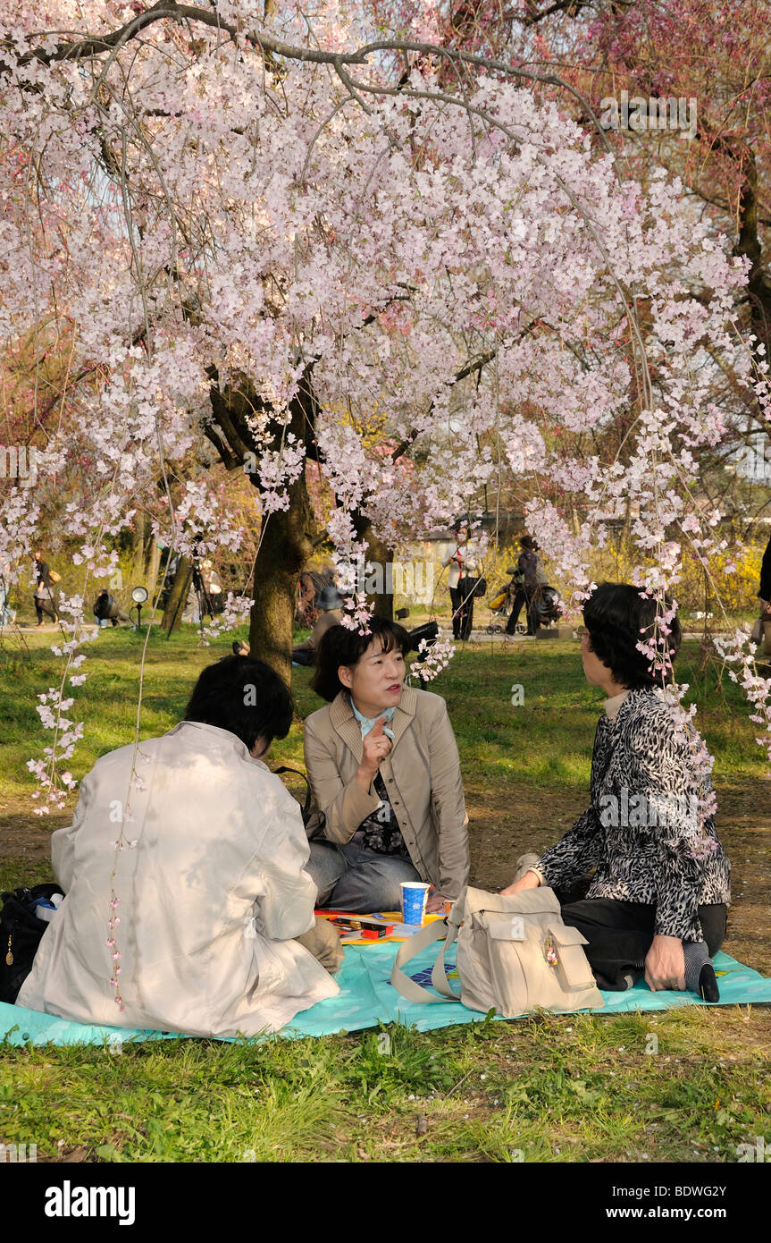 Cherry Blossom Festival at the Kyoto Botanical Garden, picnic under the blossoming tree in Kyoto ...