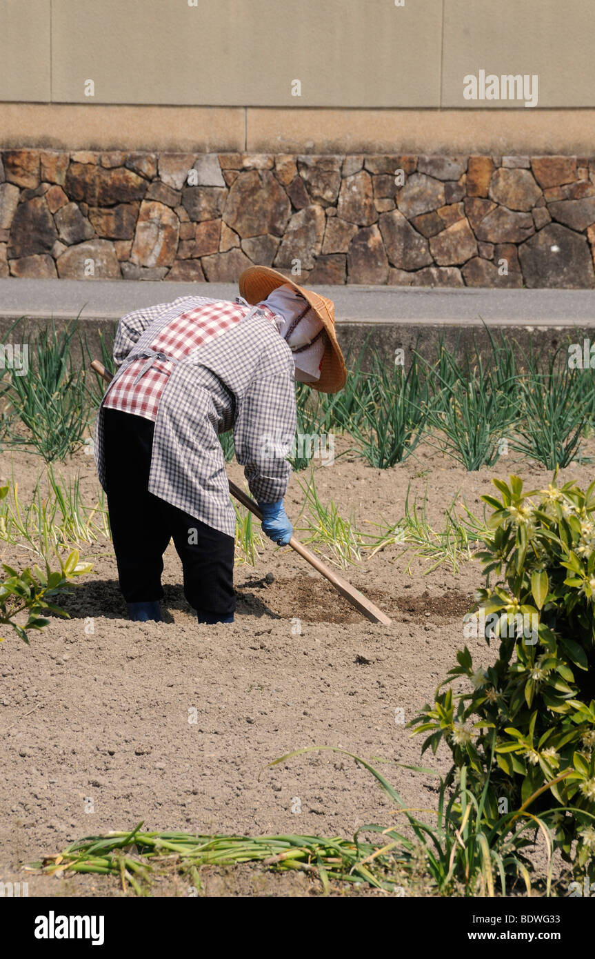 Farmwoman digging in a field, onion cultivation, intensive farming ...