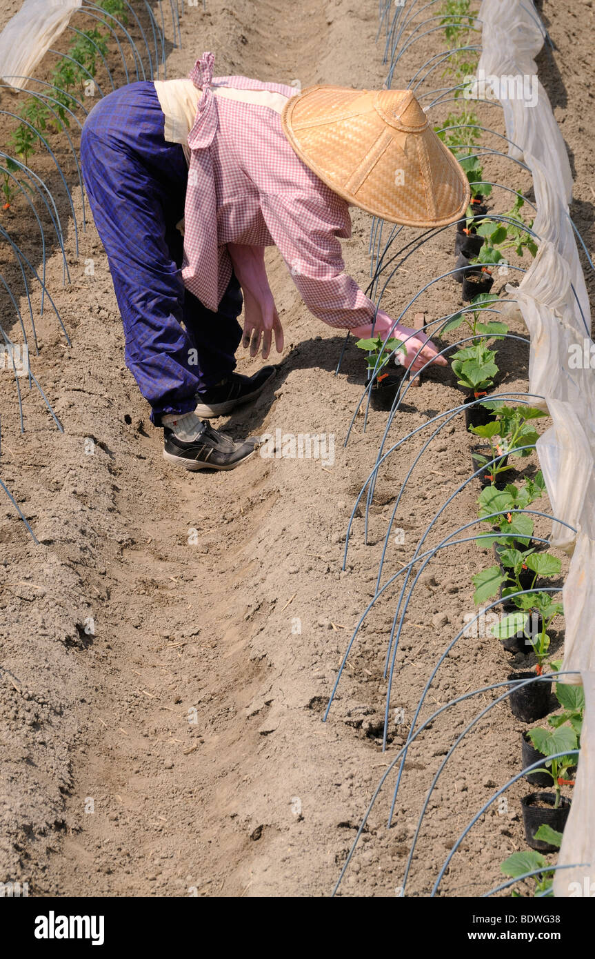 Intensive agriculture hi-res stock photography and images - Alamy
