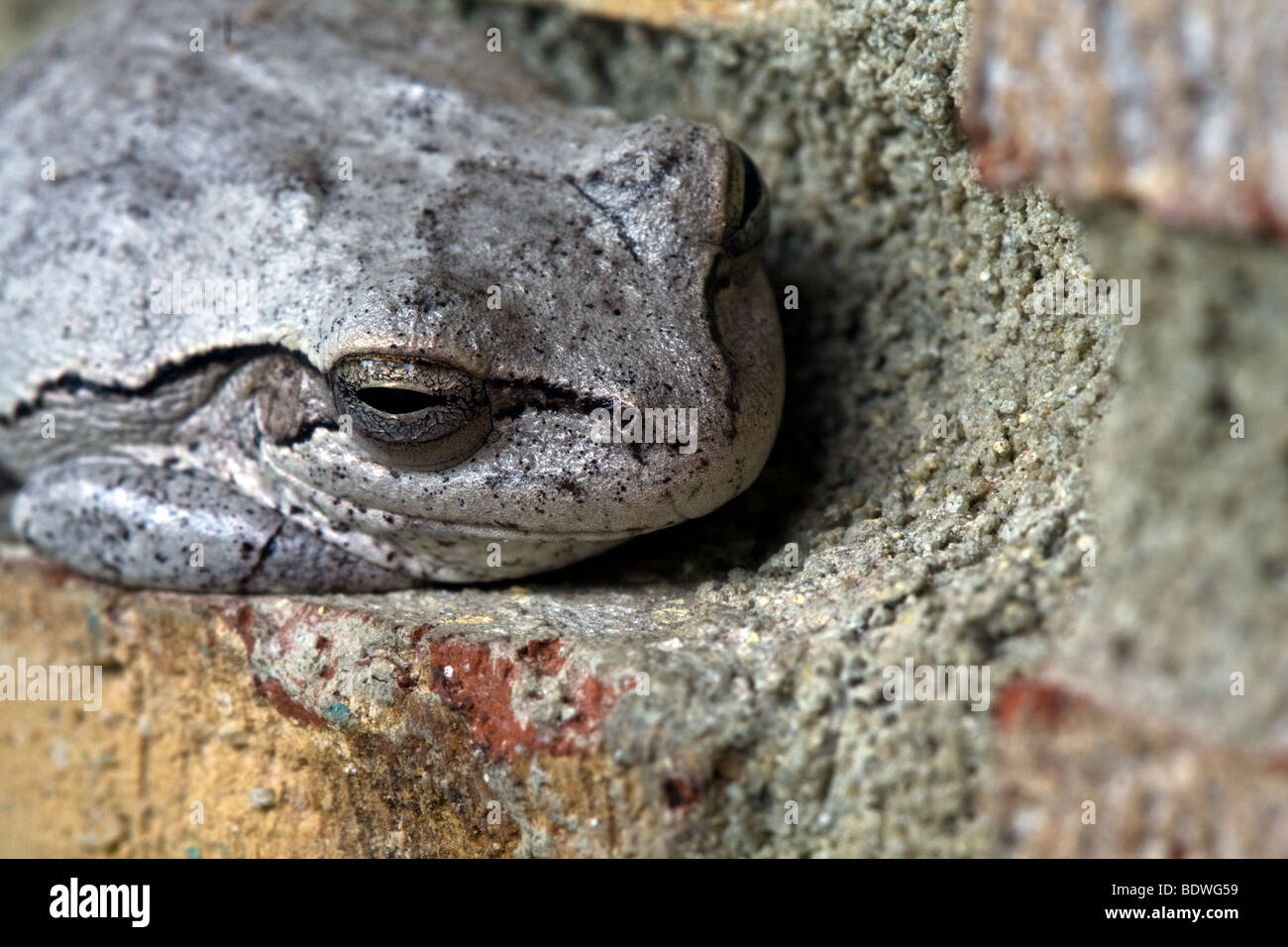 Frog in cement hi-res stock photography and images - Alamy