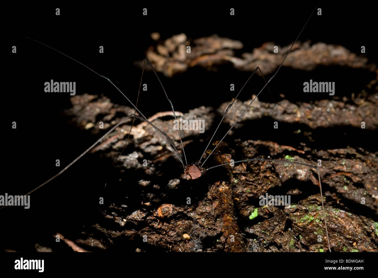 Harvestman, order Opiliones, in the montane rainforests of Costa Rica ...