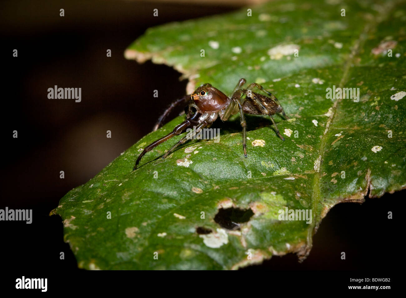 An ornate tropical jumping spider, family Salticidae. Photographed in ...
