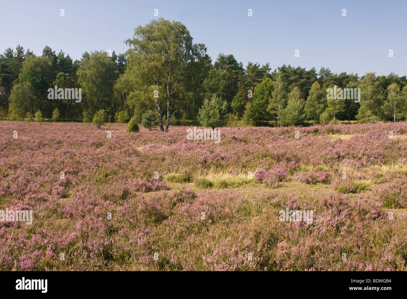 Landscape with blooming heather (Calluna vulgaris), heath blossom ...