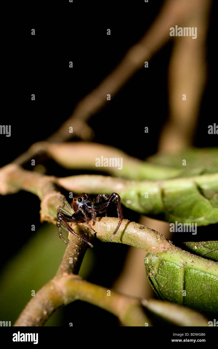 An ornate tropical jumping spider, family Salticidae. Photographed in ...