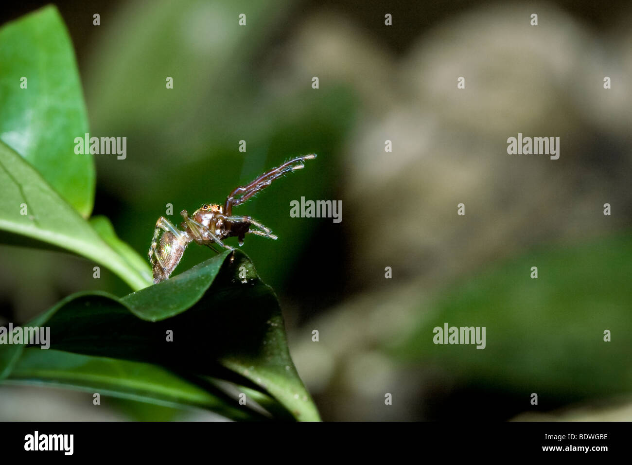 Jumping spider close view hi-res stock photography and images - Alamy