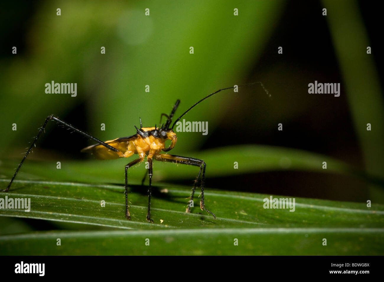 Reduviid hi-res stock photography and images - Alamy