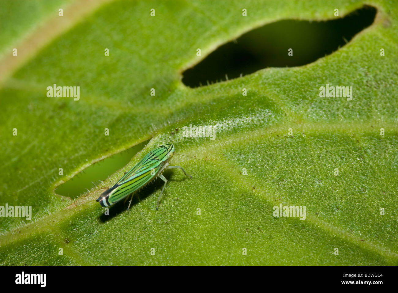 Leafhopper, order Hemiptera family Cicadellidae, on a leaf ...