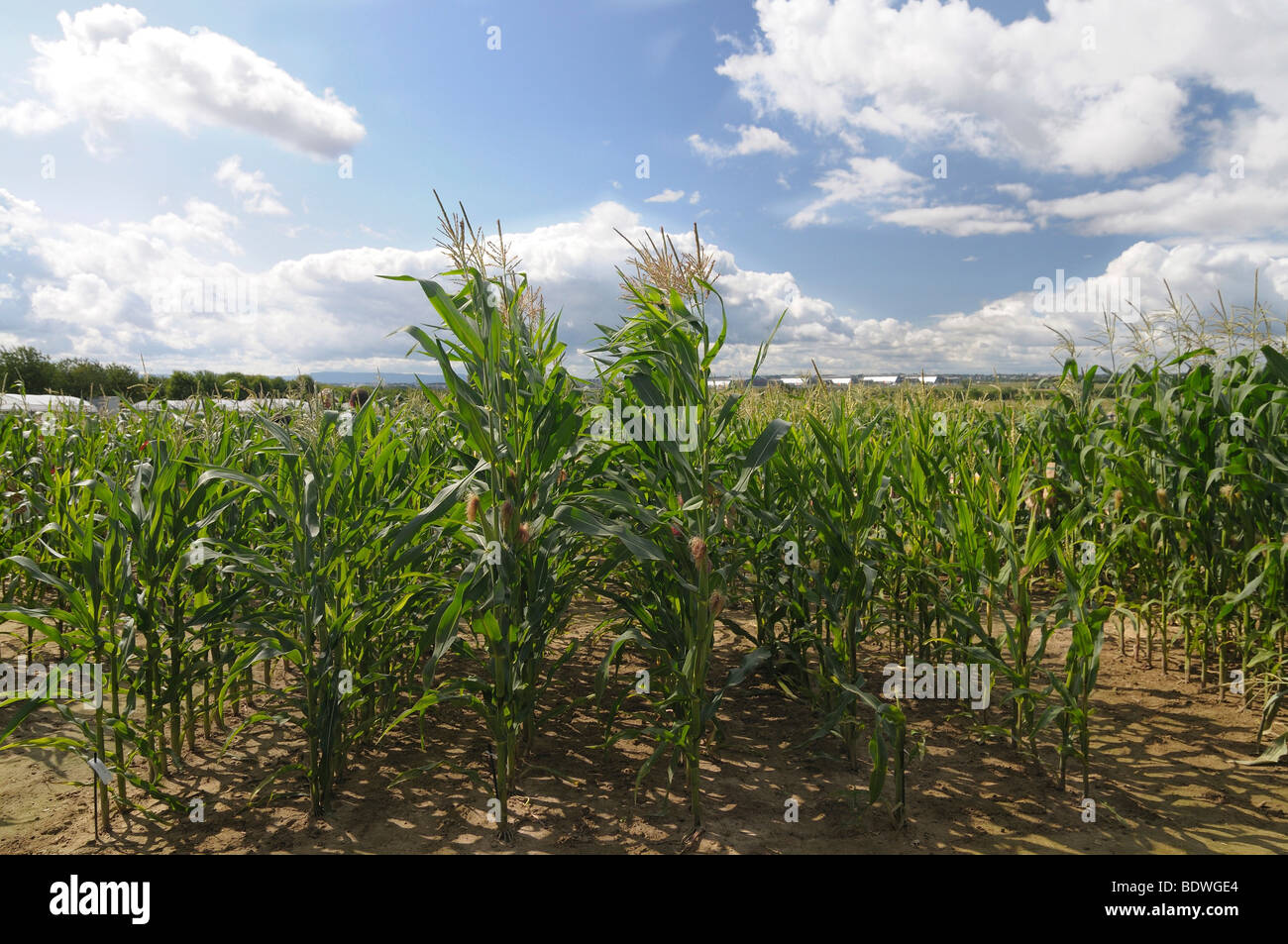 Heterosis, stunted parents, oversized offspring, hybrid corn research ...