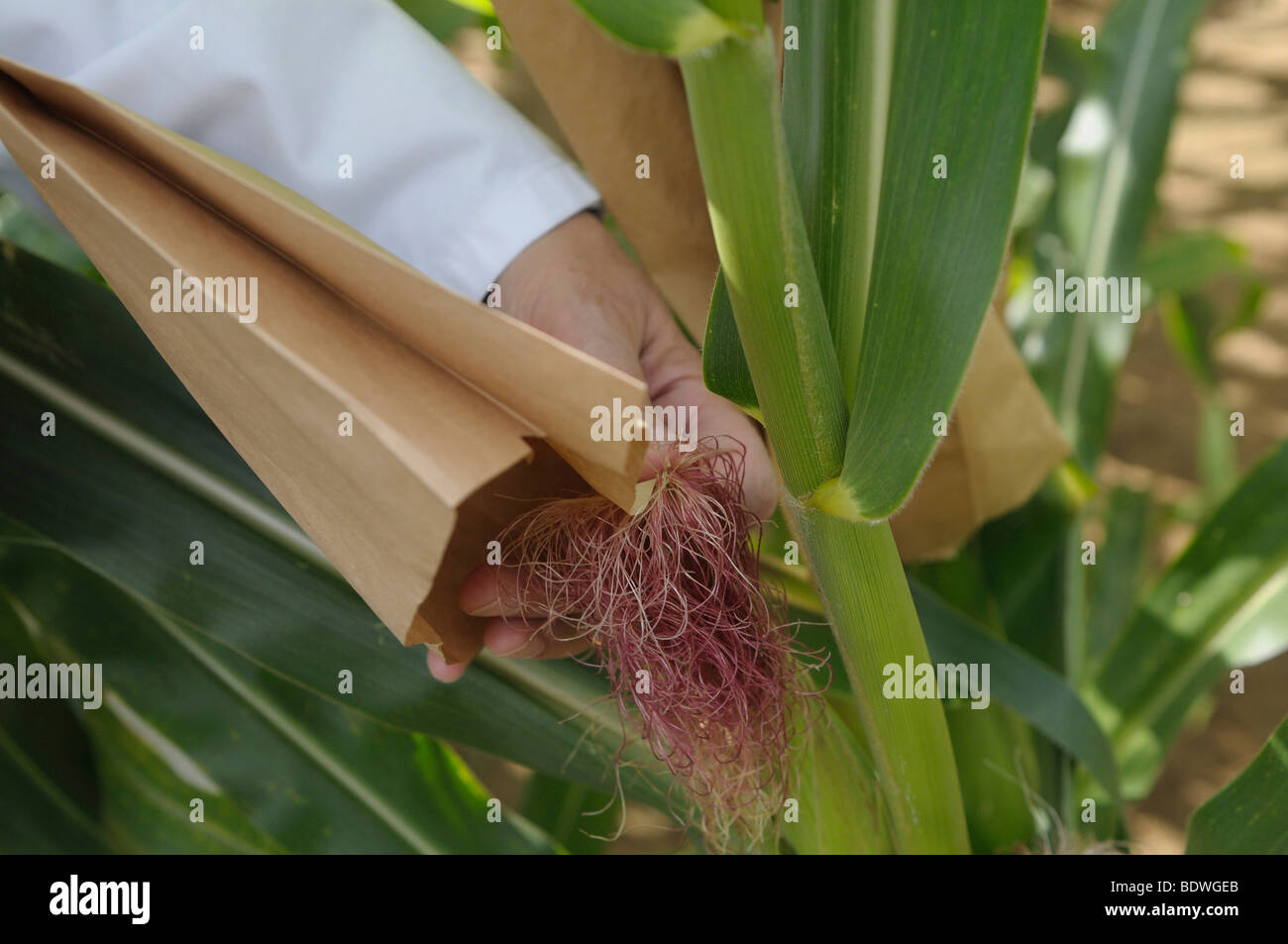 Zea mays female flowers hi-res stock photography and images - Alamy